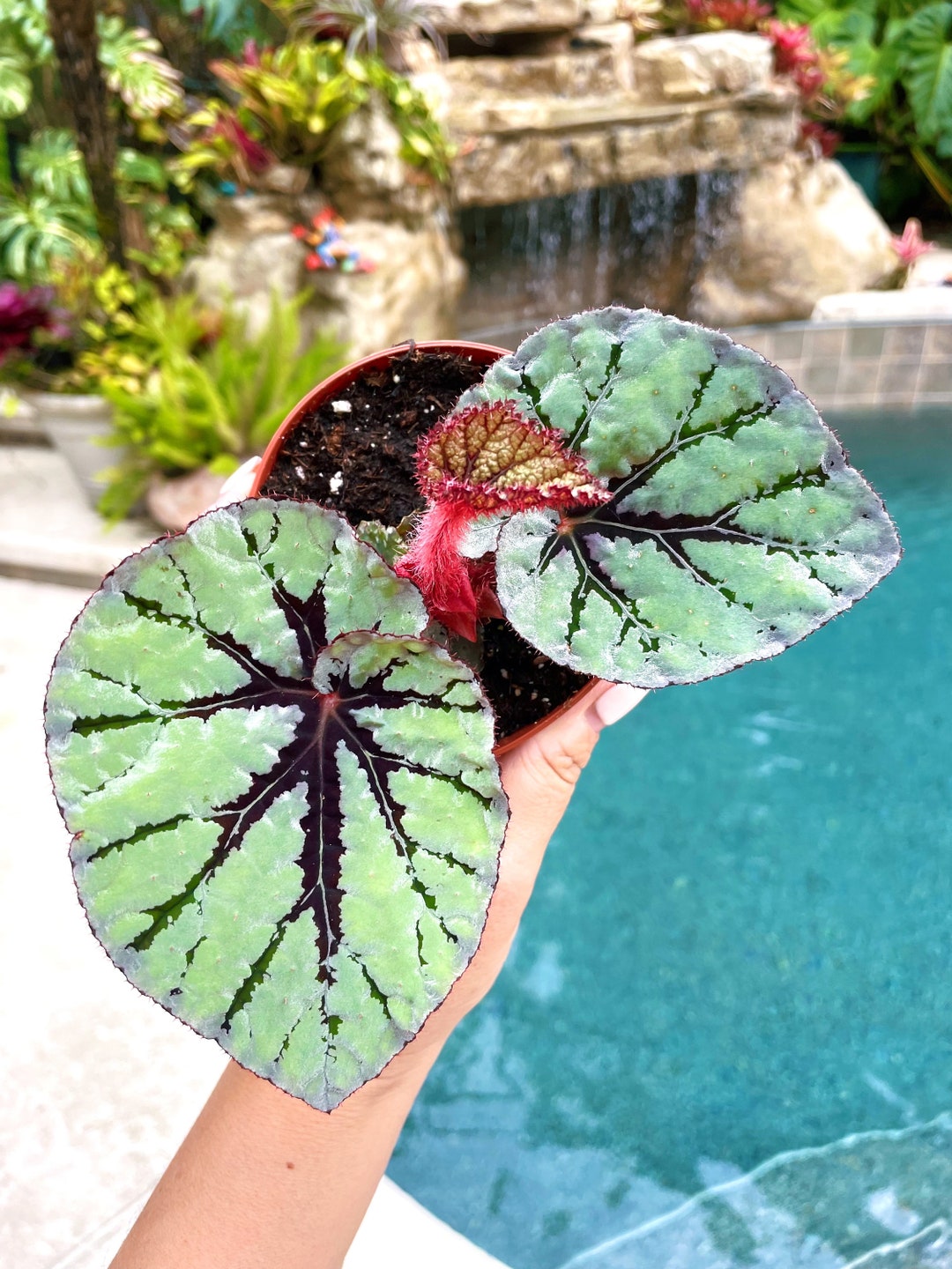 Rex Begonia Mint Velvet Variegated Live House Plant Potted 4 Pot - Etsy