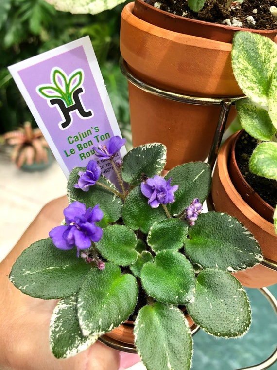 African Violet Rob's Humpty Doo Inch — Butterflies And, 43% OFF
