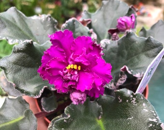 Apache Redcoats African Violet - Etsy