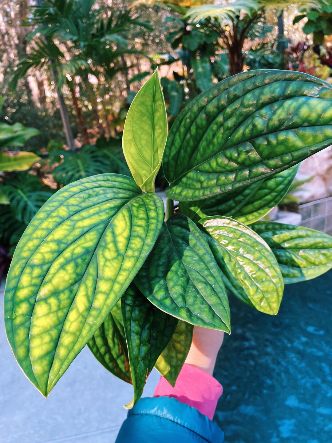 Monstera Karstenianum Peru Aroid 4” Potted Climbing Live House Plant - Etsy