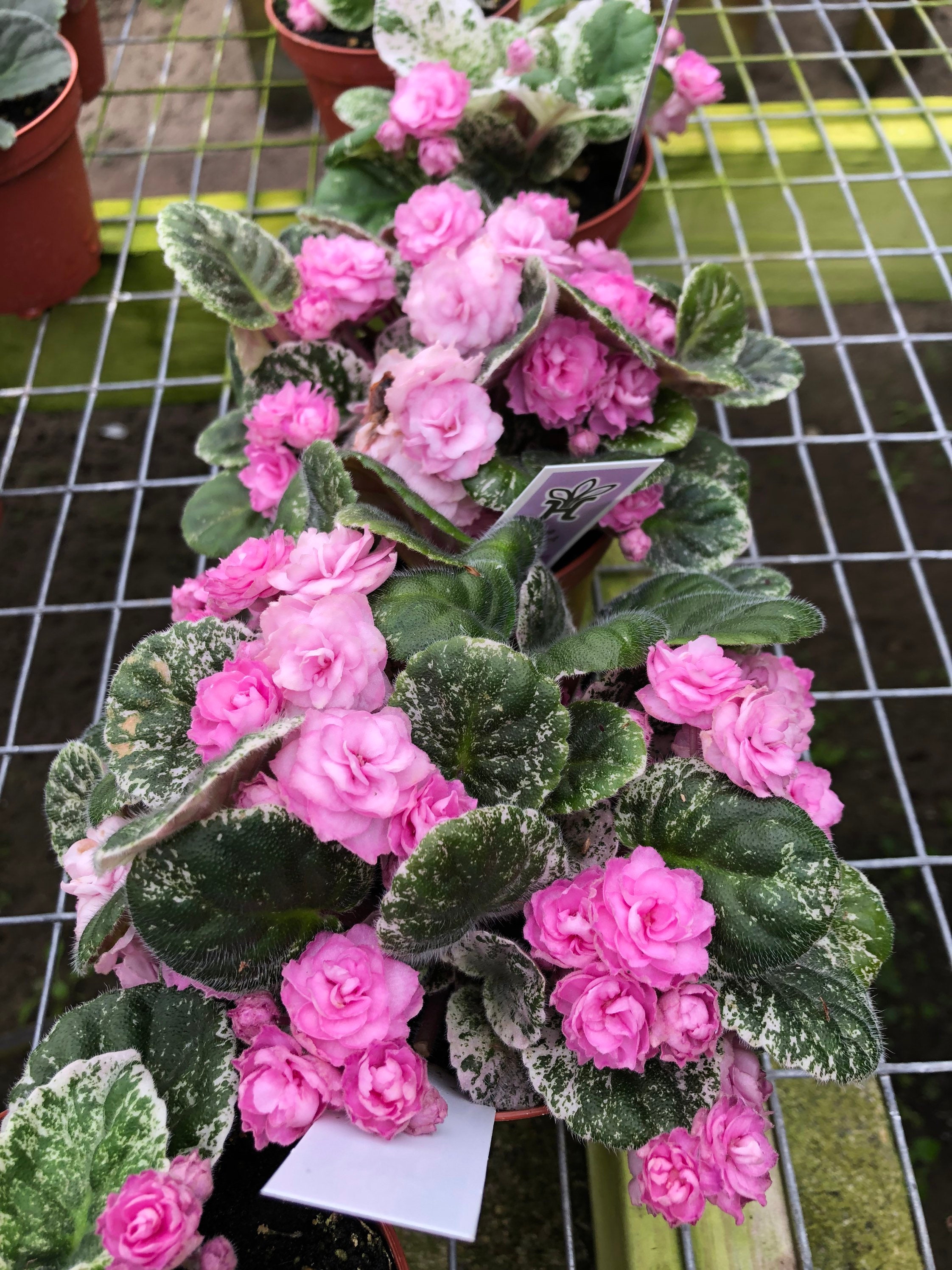 Live House Plant African Violet Harmonys rose Bouquet - Etsy