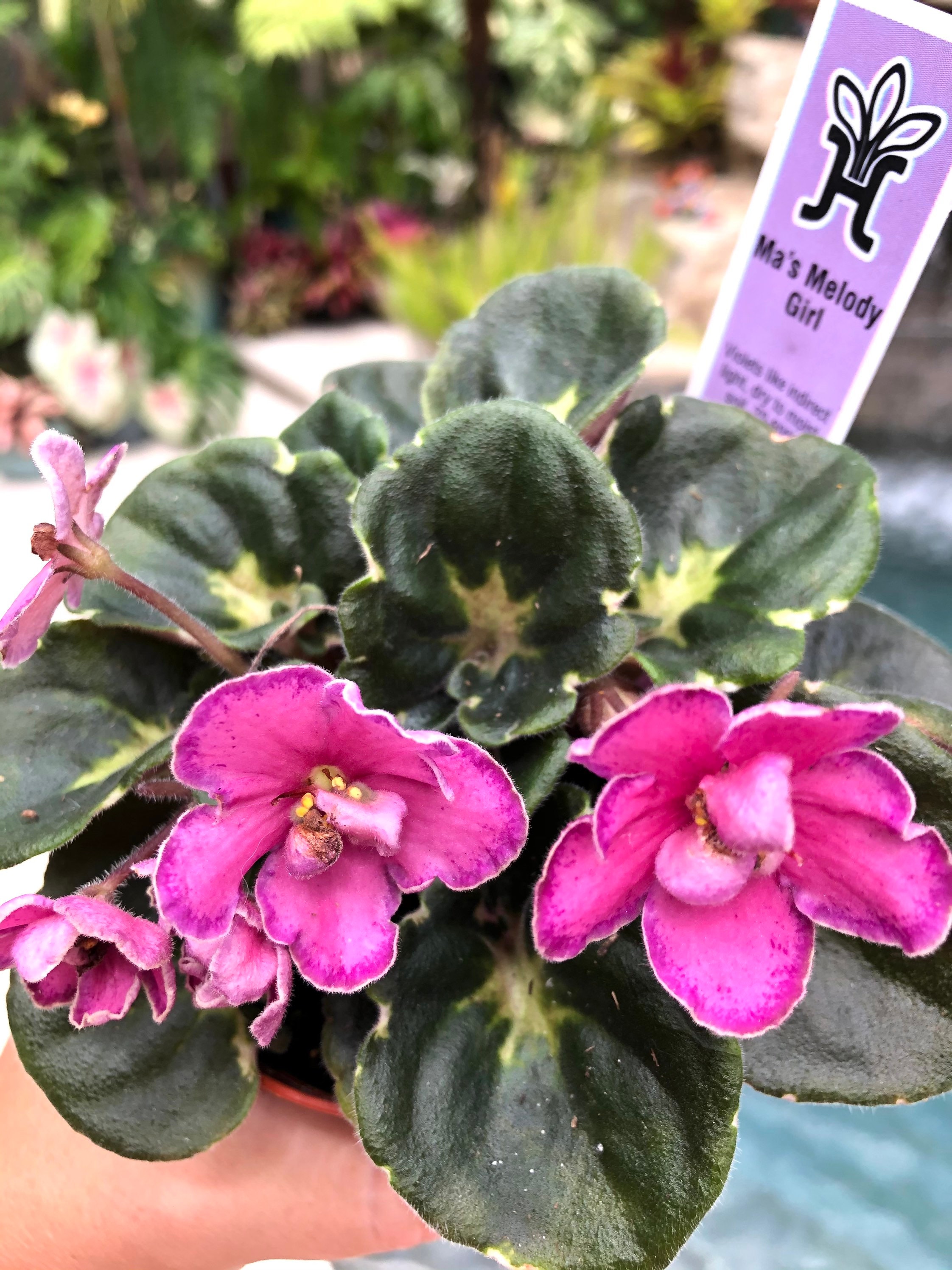 4 African Violet “LE Fire Flower” Craft Supplies & Tools Home & Hobby ...