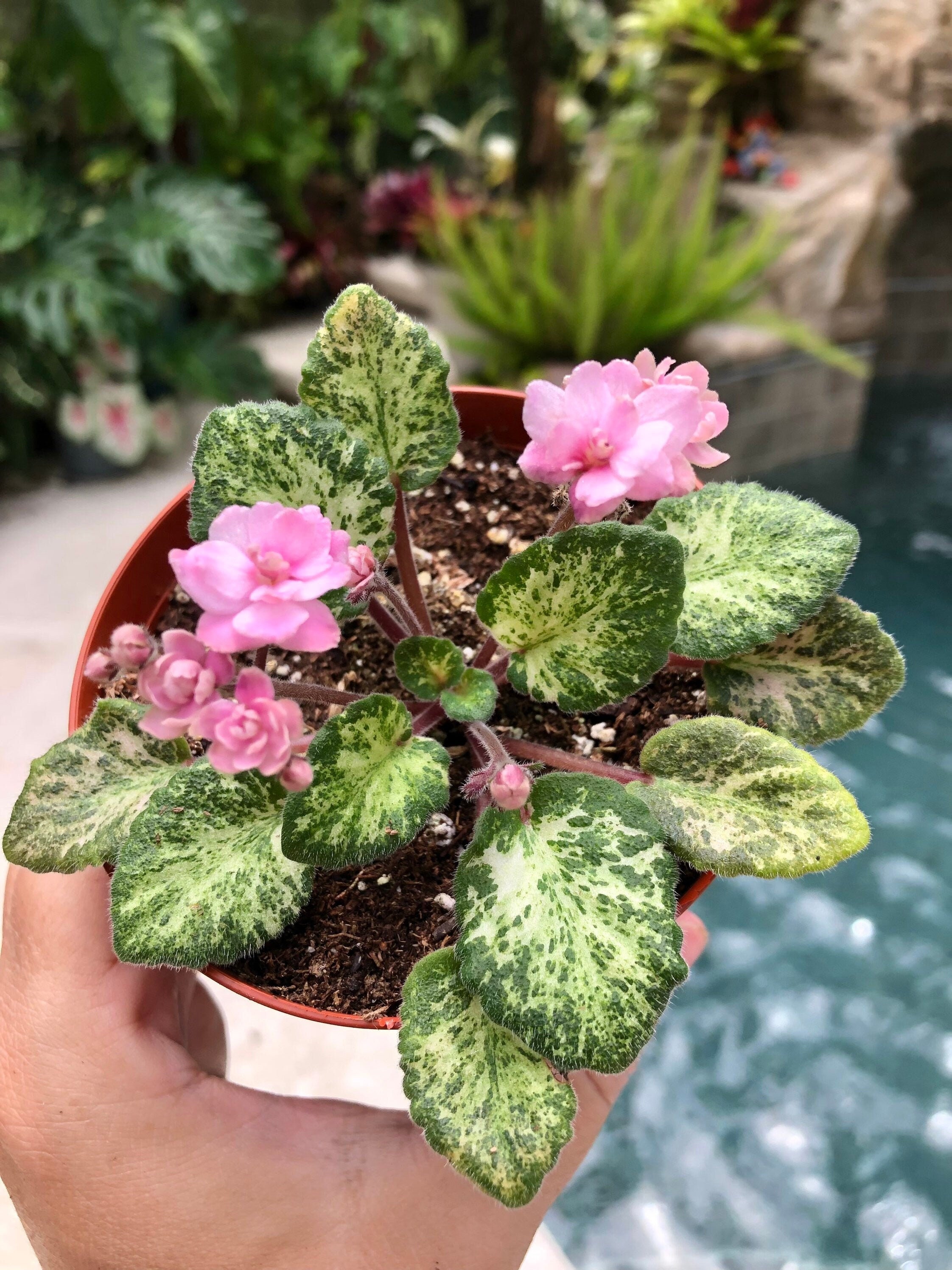 Live House Plant Variegated African Violet Harmonys lillian - Etsy
