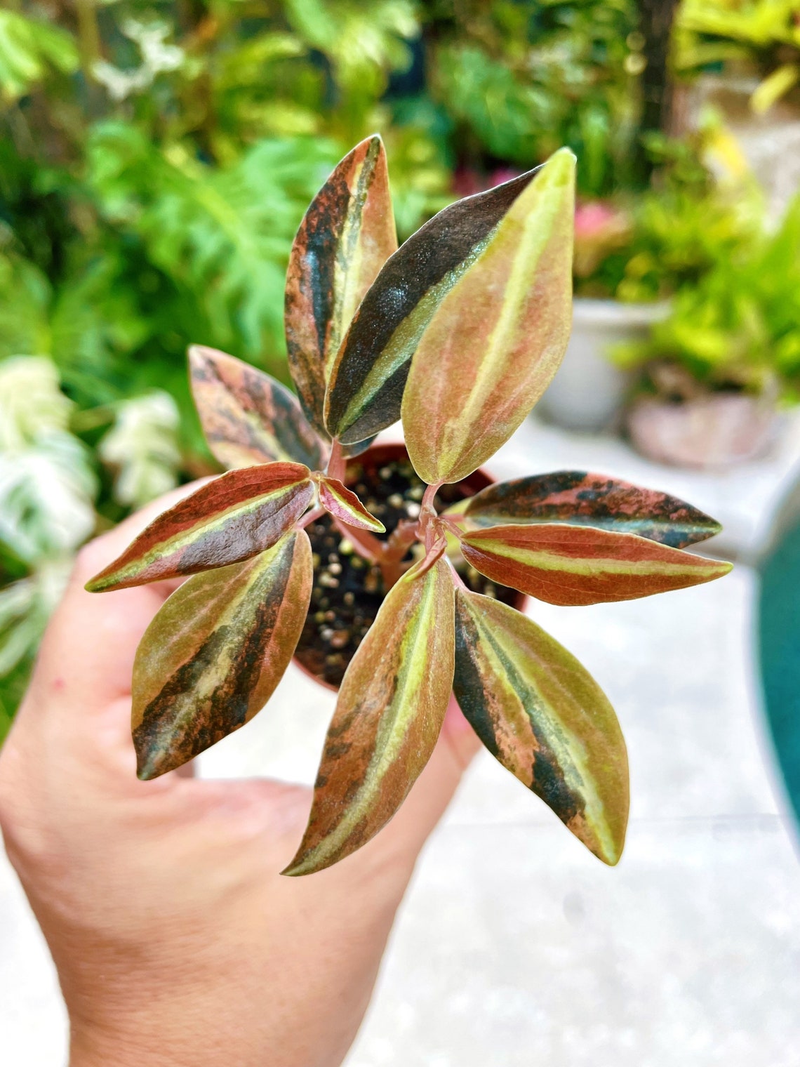 Rare New Release Variegated Peperomia Metallica harmonys - Etsy