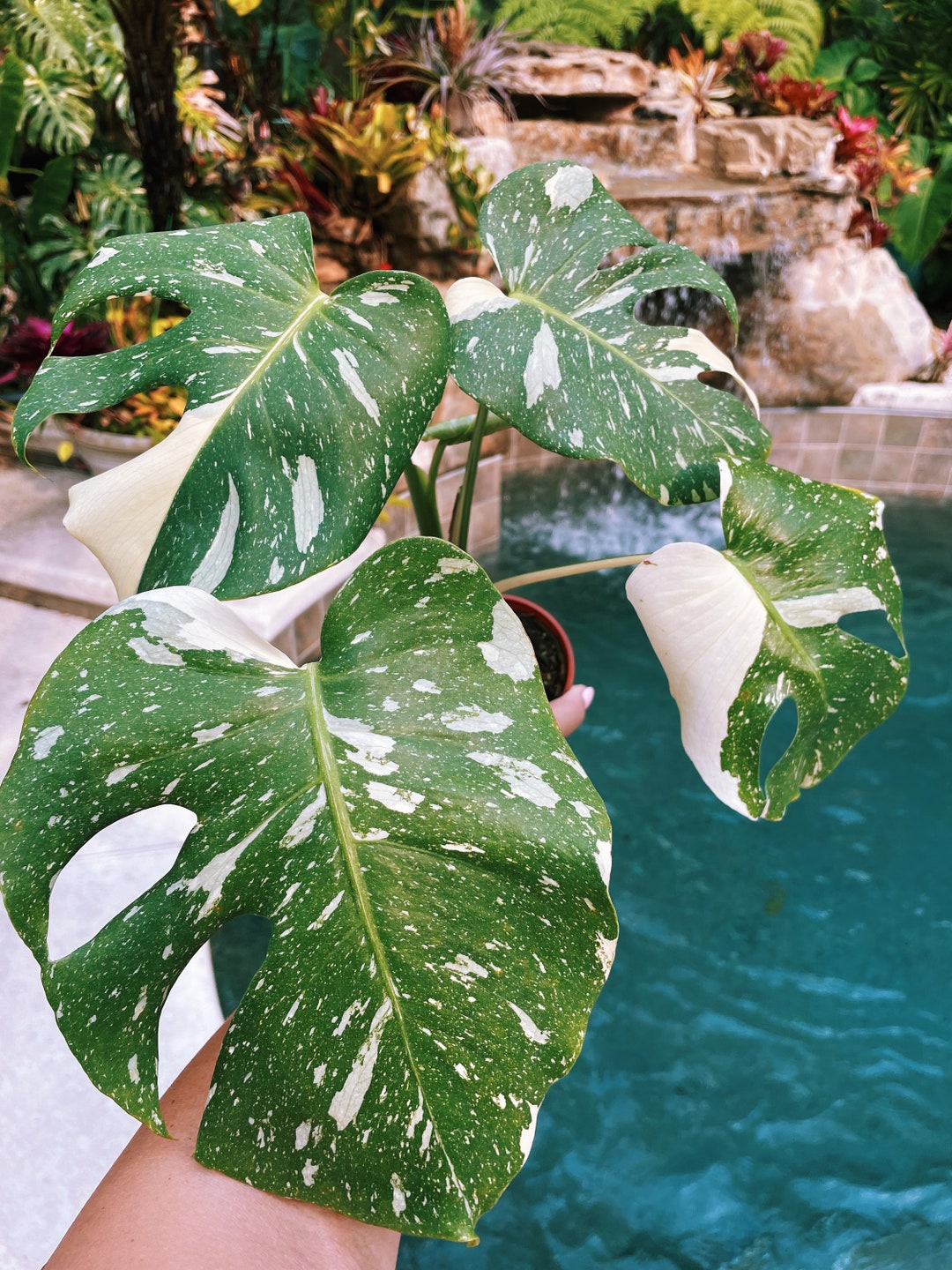 Actual Plant Variegated Monstera Thai Constellation Galaxy Marble Sport ...