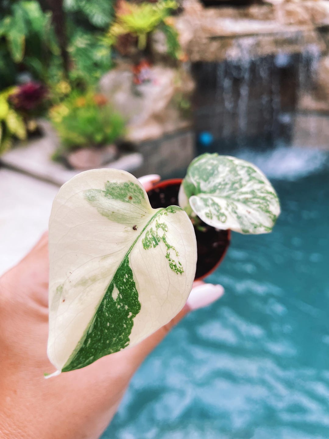 Highly Variegated Monstera Thai Constellation Marble Milky Way Legacy ...