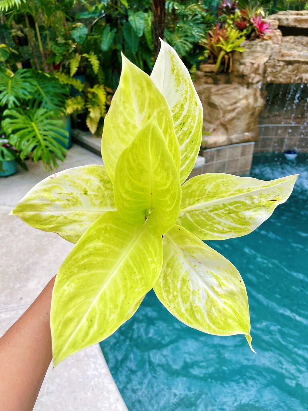 Aglaonema Sundrop Neon Green Variegated Live 4” Potted Plant House ...
