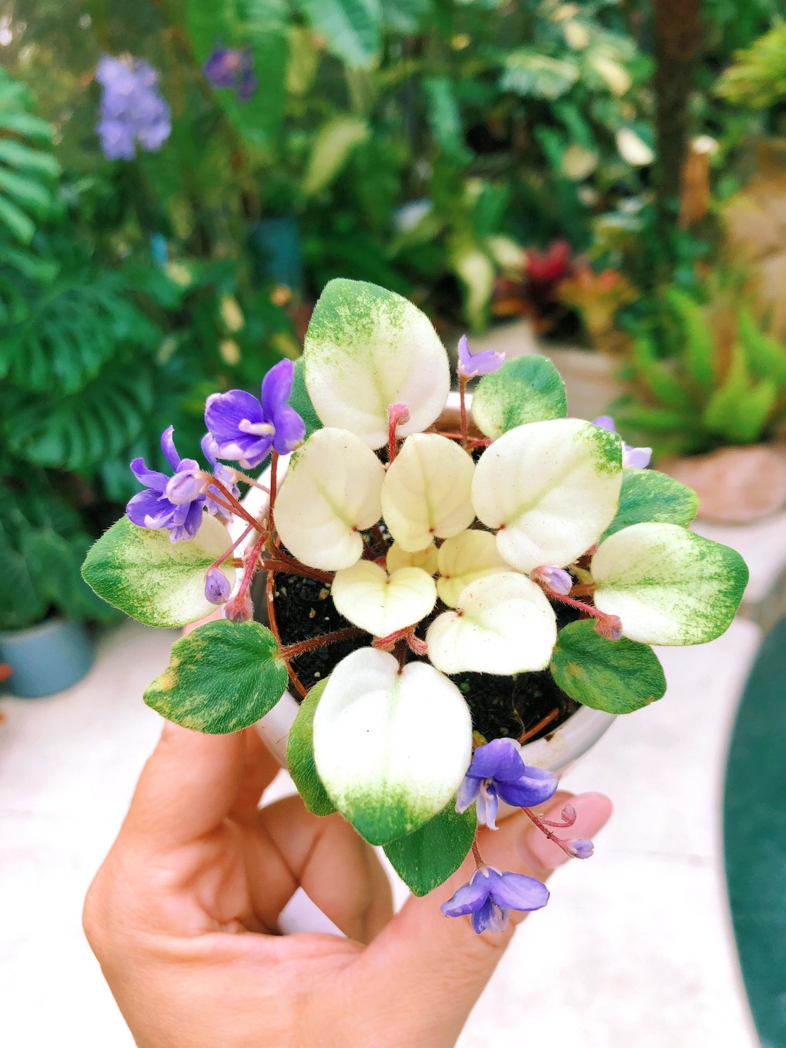Miniature Rare Mini African Violet Variegated harmonys - Etsy
