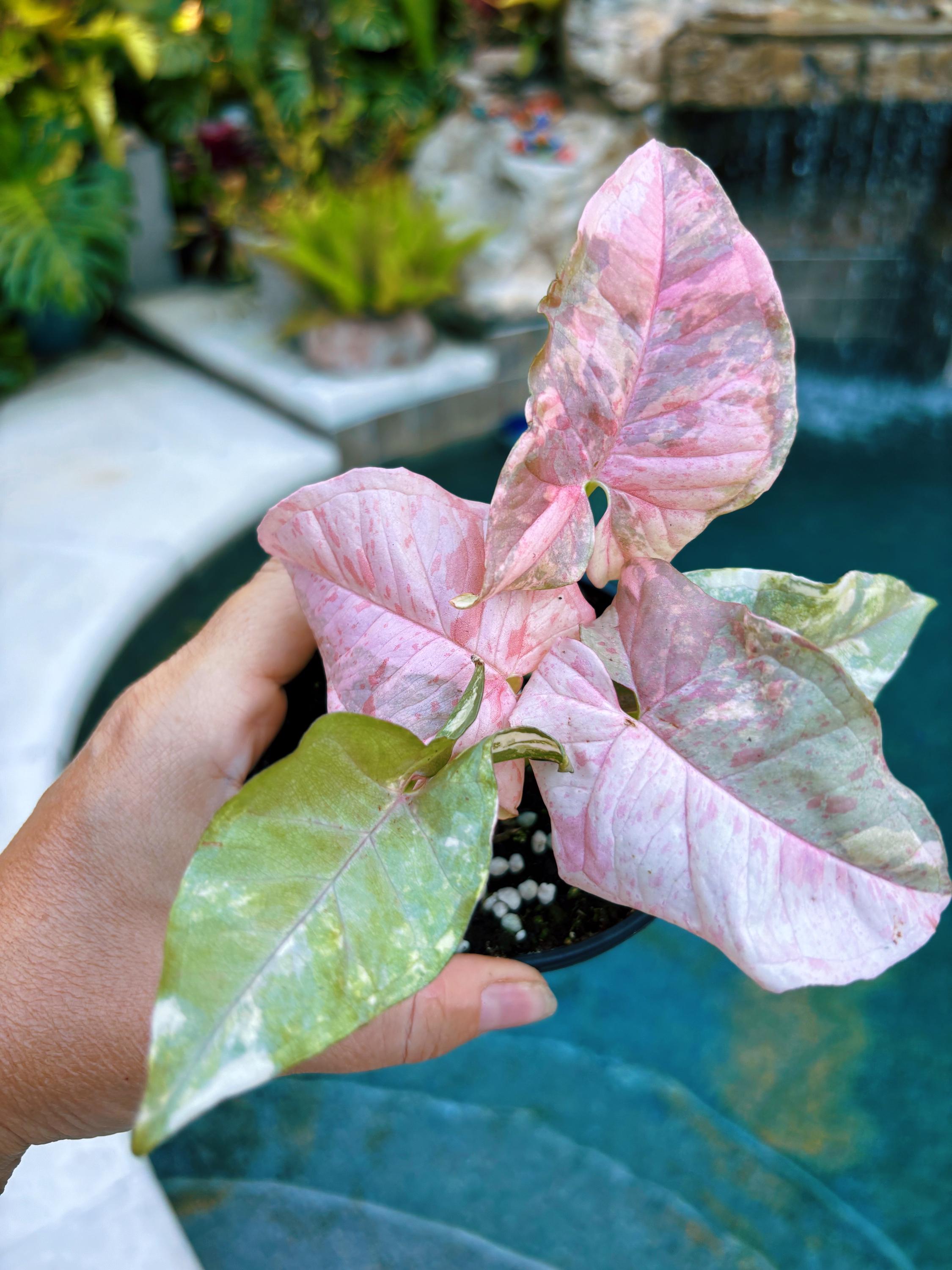 Rare! Syngonium Double Variegated Pink Cloud Spot Tricolor Galaxy ...