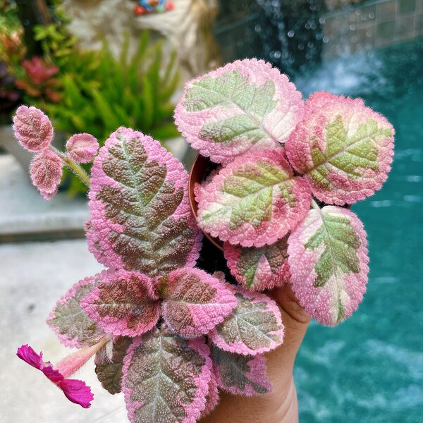 Episcia - Etsy