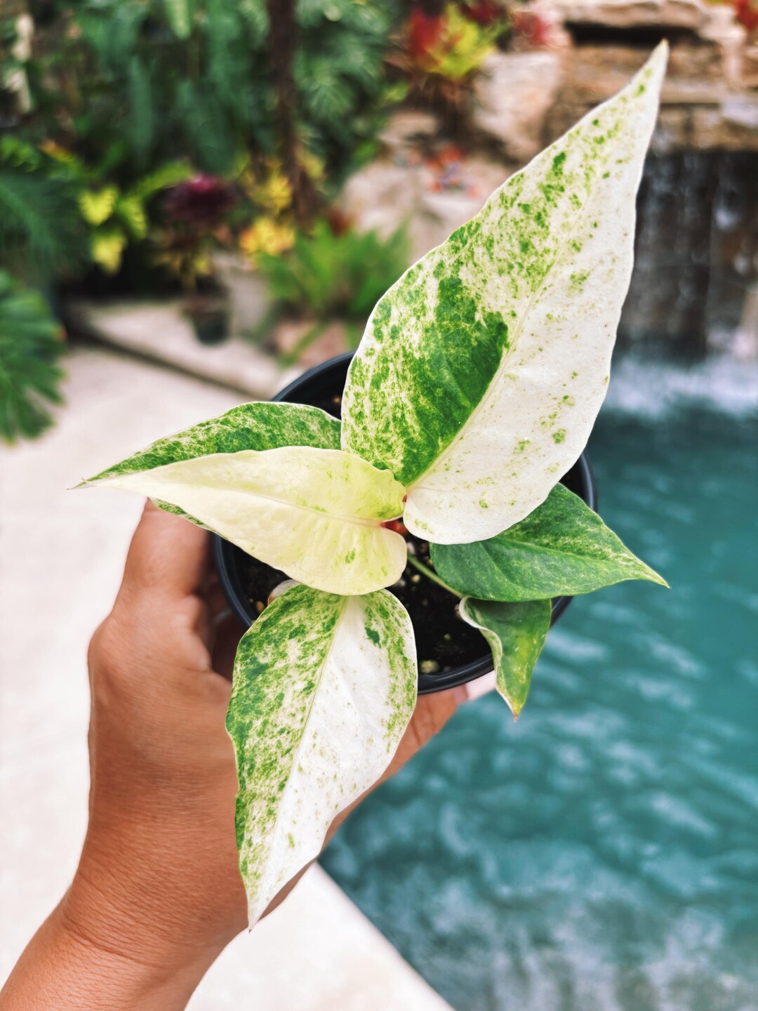 Anthurium Hookeri Renaissance Birdsnest Albo Tricolor Highly Variegated ...