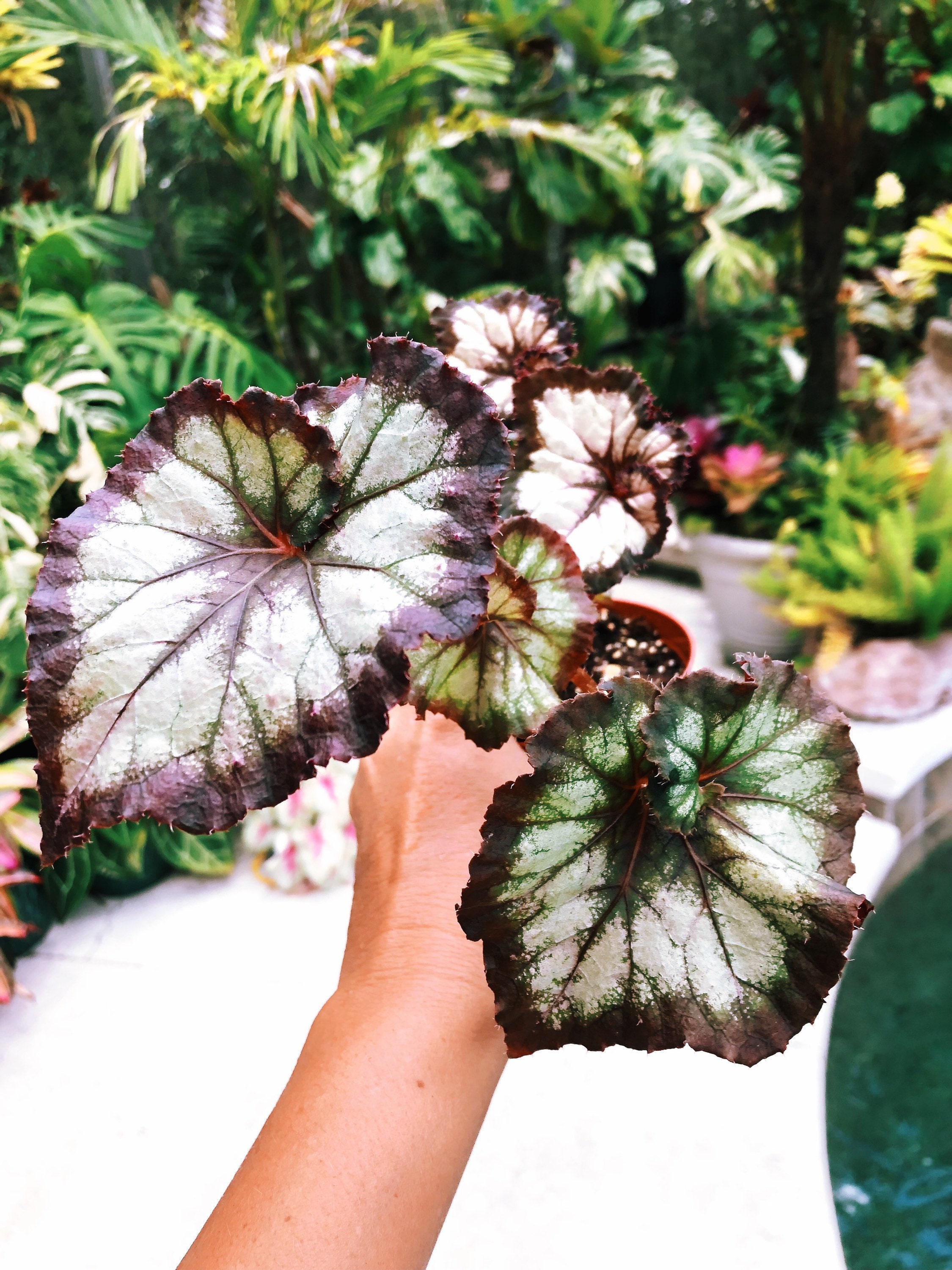Begonia Rex harmonys Double Vision Pink Swirl Escargot Live - Etsy