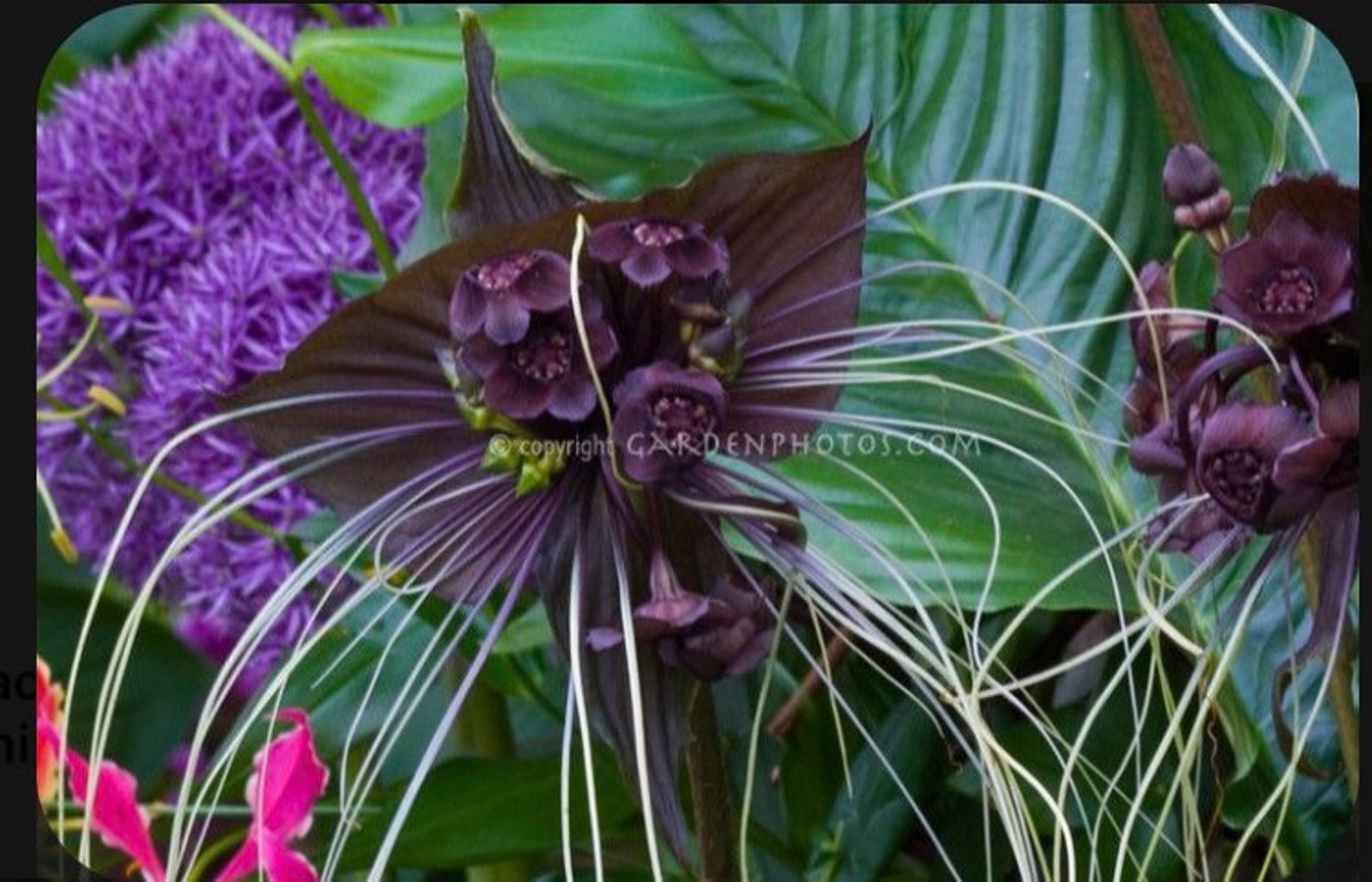 RARE Tacca Chantrieri Black Bat Flower Lily Live Tropical | Etsy
