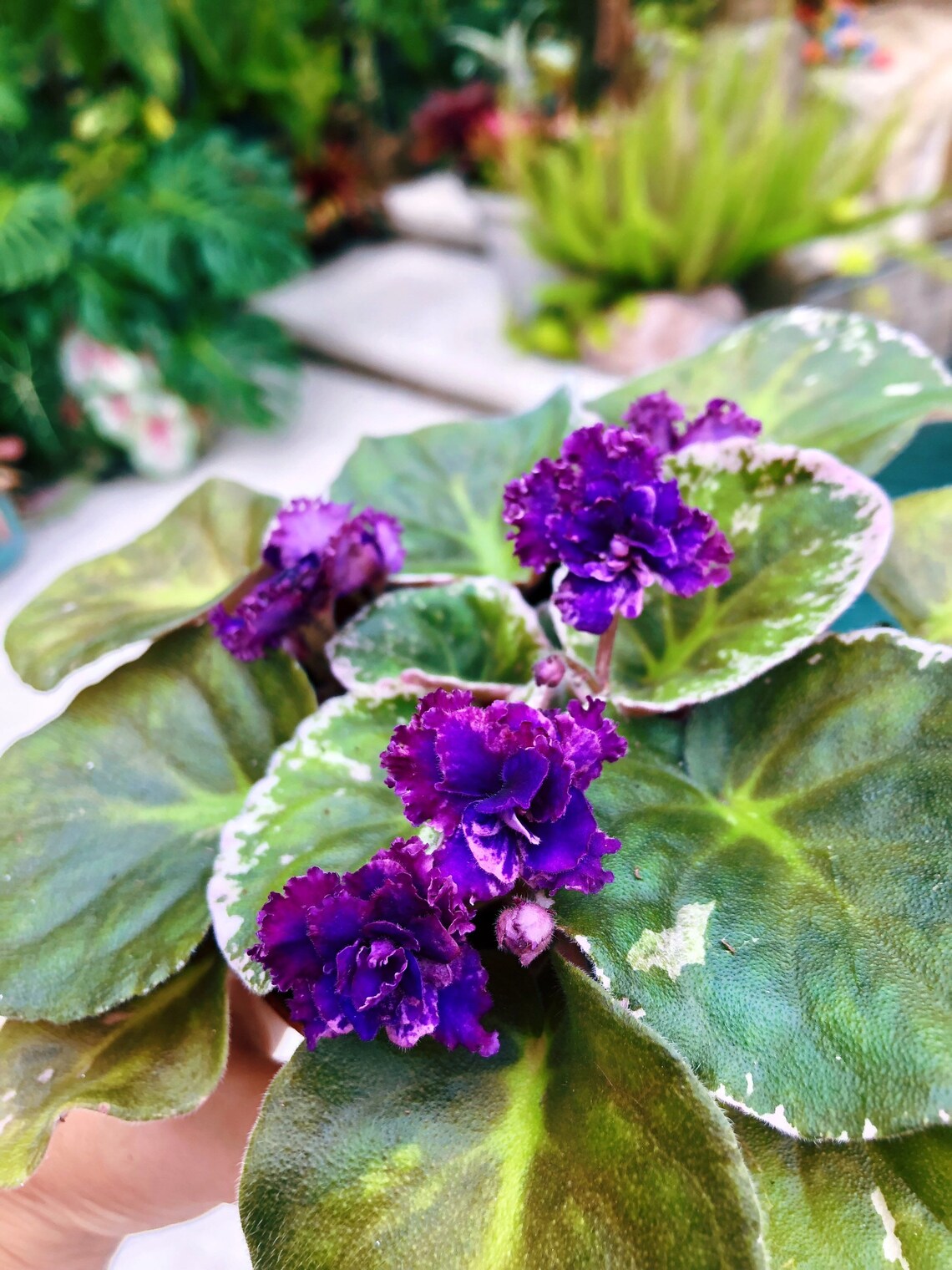 Live House Plant Variegated Bloom African Violet lyons - Etsy