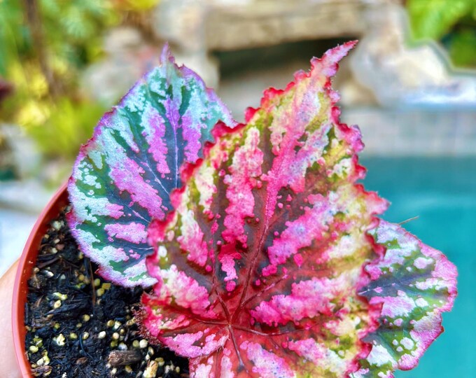 RARE Rex Begonia Candy Stripe Pink Variegated Live House Plant Potted 4 ...