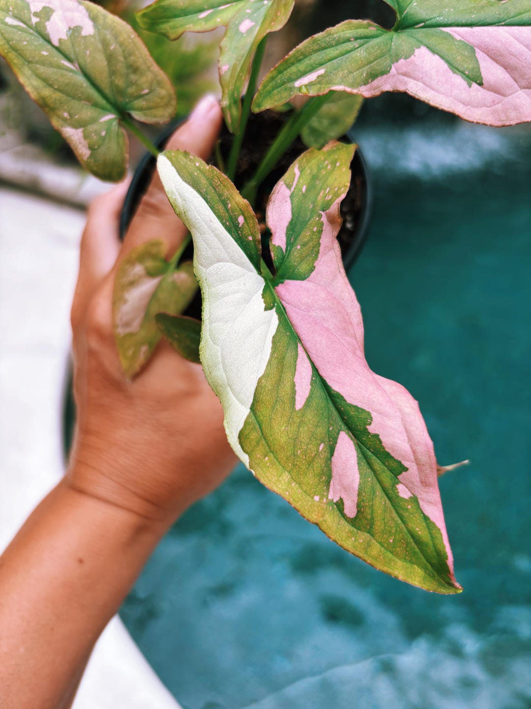 Rare! Syngonium Red Spot Chocolate Tricolor Pink White Variegated Live ...