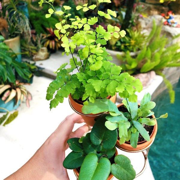 Miniature Ferns - Etsy