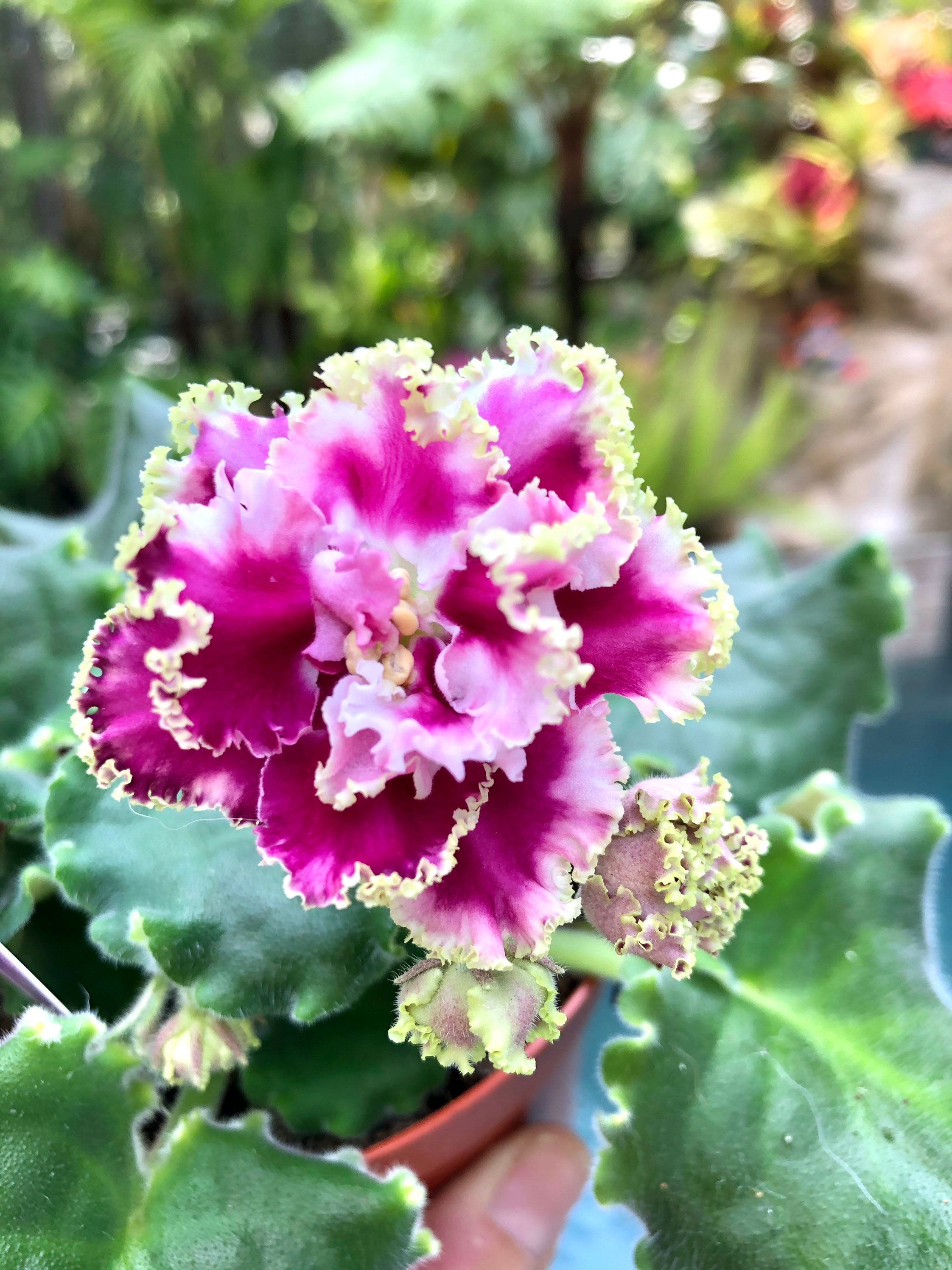 Live House Plant Harmony’s African Violet ‘le Shantal’ Garden 4” in ...