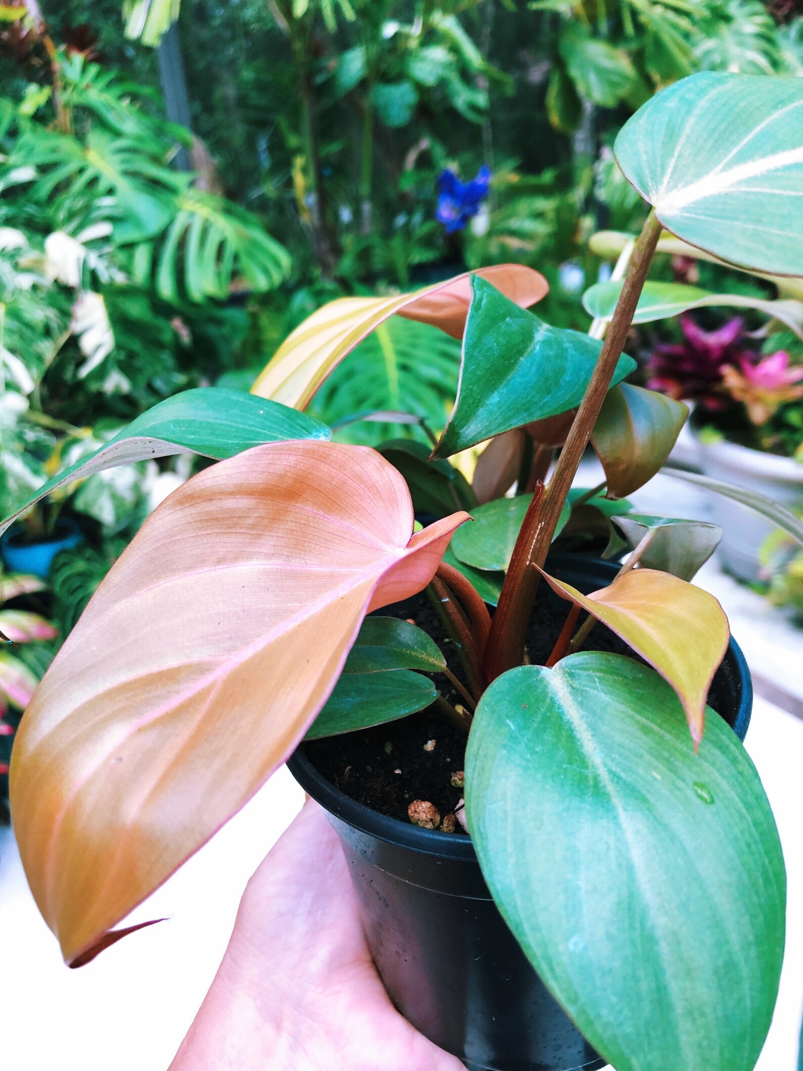 RARE Philodendron summer Glory Gloriosum X Unnamed Mccolley - Etsy