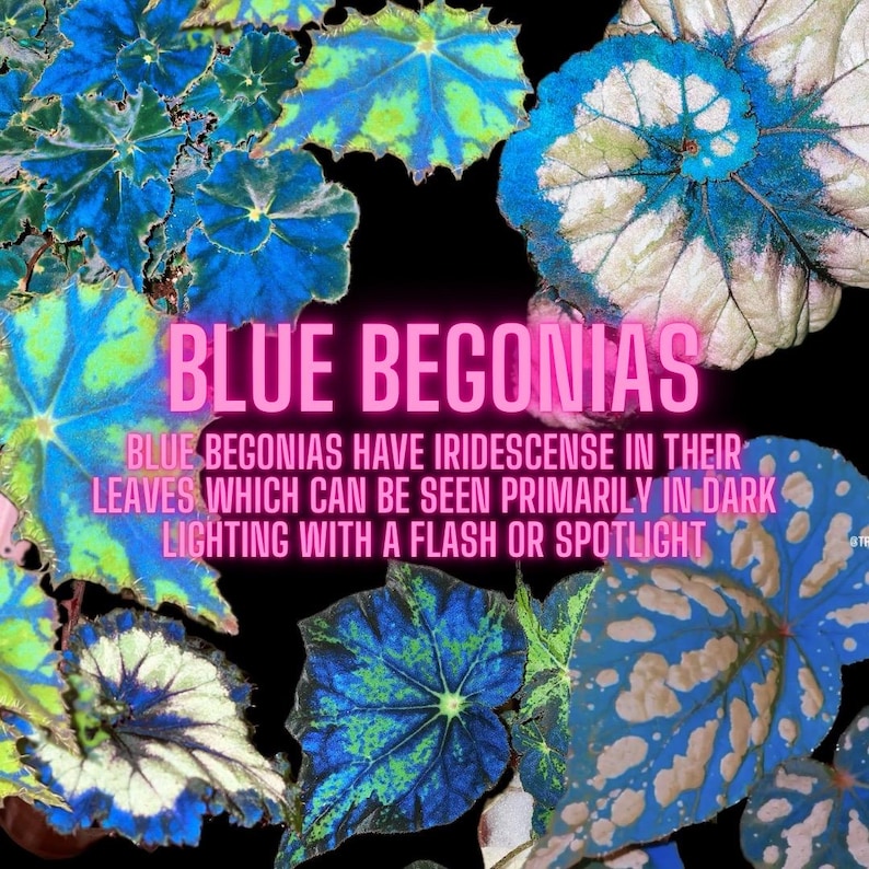 RARE Rex Begonia Blue Flashing ‘tiger Kitten’ Live House Plant Potted 4 ...