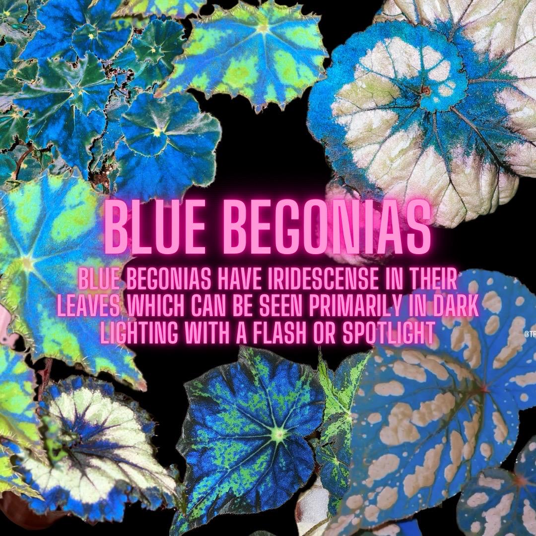 RARE Rex Begonia Blue Flashing ‘tiger Kitten’ Live House Plant Potted 4 ...