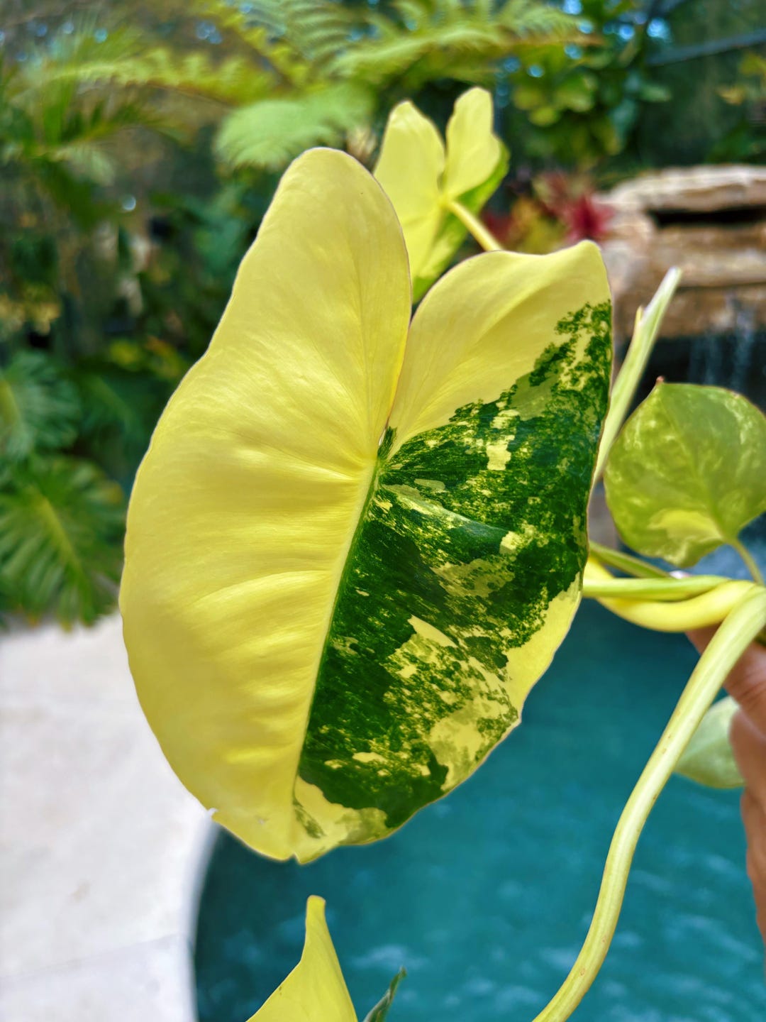 Large Mature Highly Variegated Philodendron Burle Marx Climbing Aroid ...