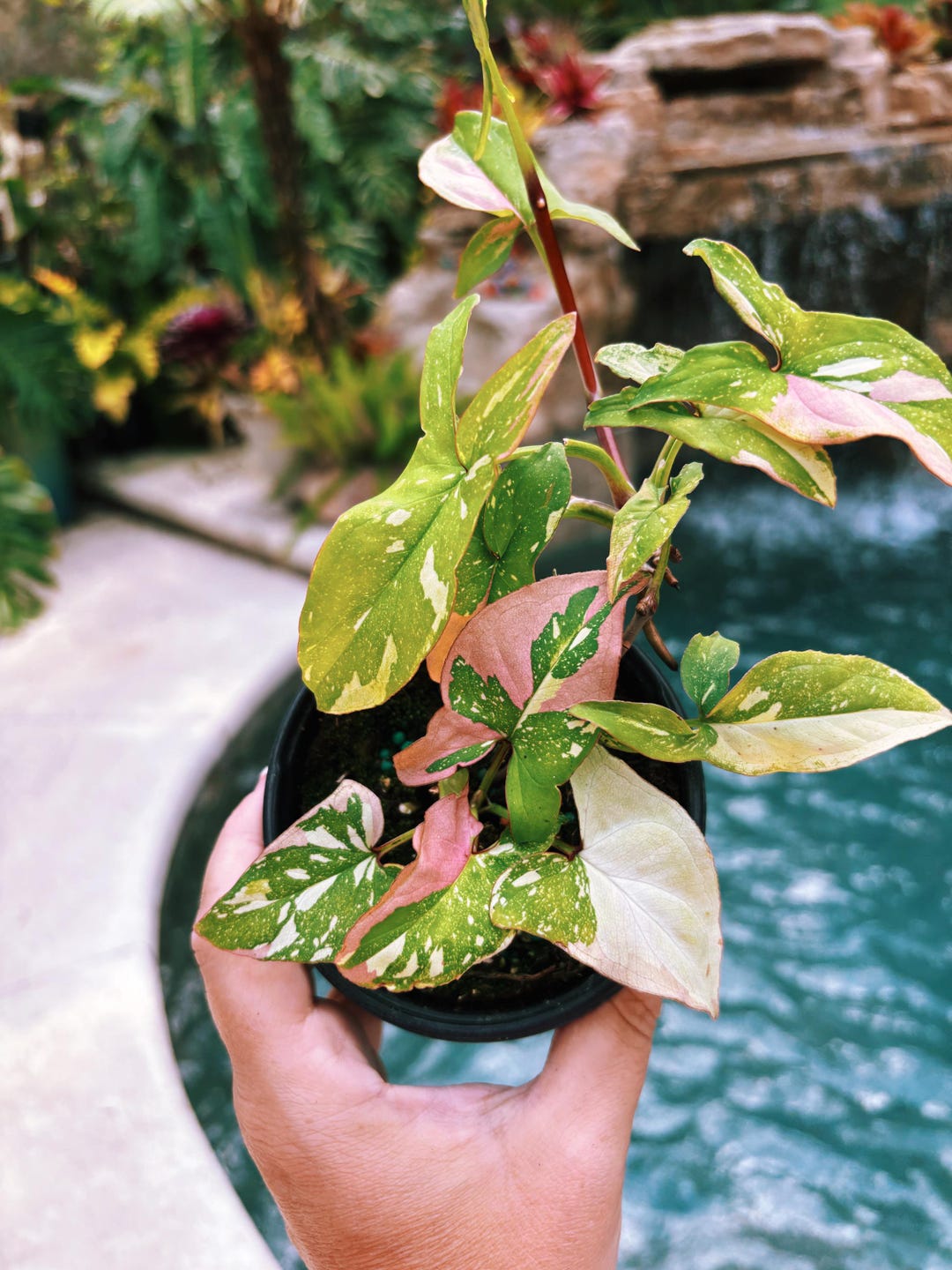 Rare! Syngonium Red Spot Tricolor Pink Galaxy Marble Variegated Live 4 ...