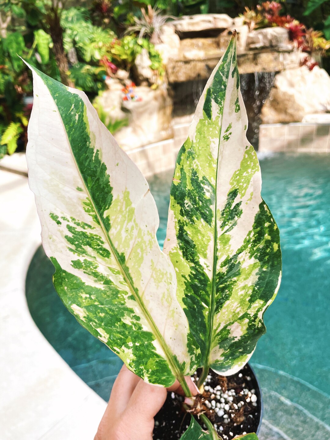 Actual Plant Anthurium Hookeri Birdsnest Albo Tricolor Variegated Live ...