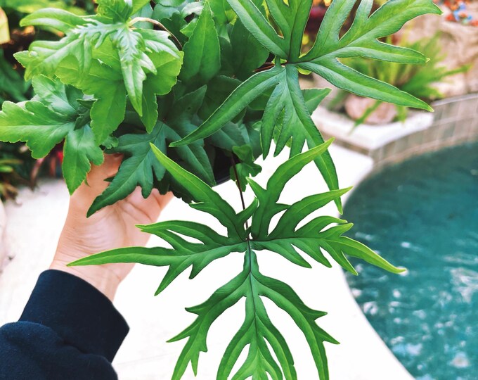 Hand Fern Doryopteris Palmata Moss Live House Plant Potted 4” or 6” Pot ...