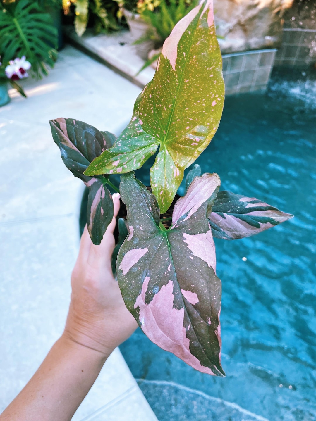 Actual Plant Rare Syngonium Chocolate Pink Galaxy Marble Variegated ...