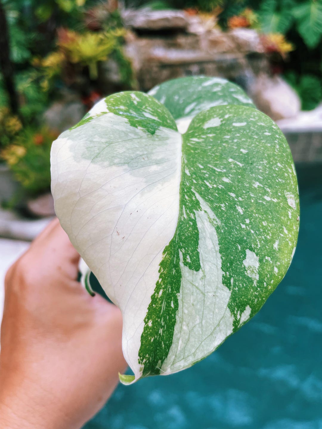 Highly Variegated Monstera Thai Constellation Marble Milky Way Legacy ...