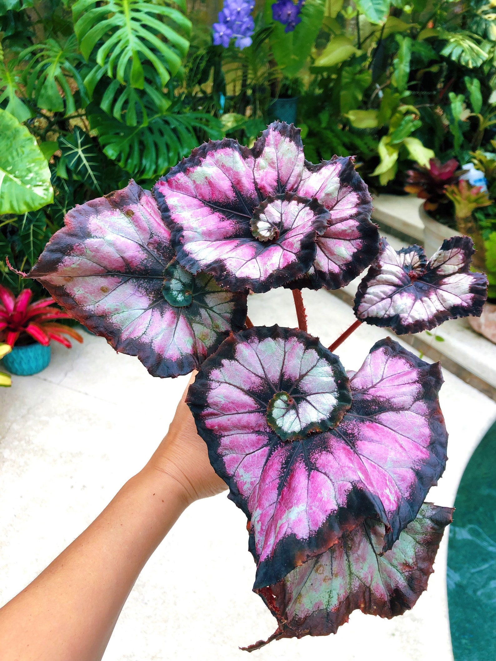 Begonia Rex harmonys Double Vision Pink Swirl Escargot Live - Etsy