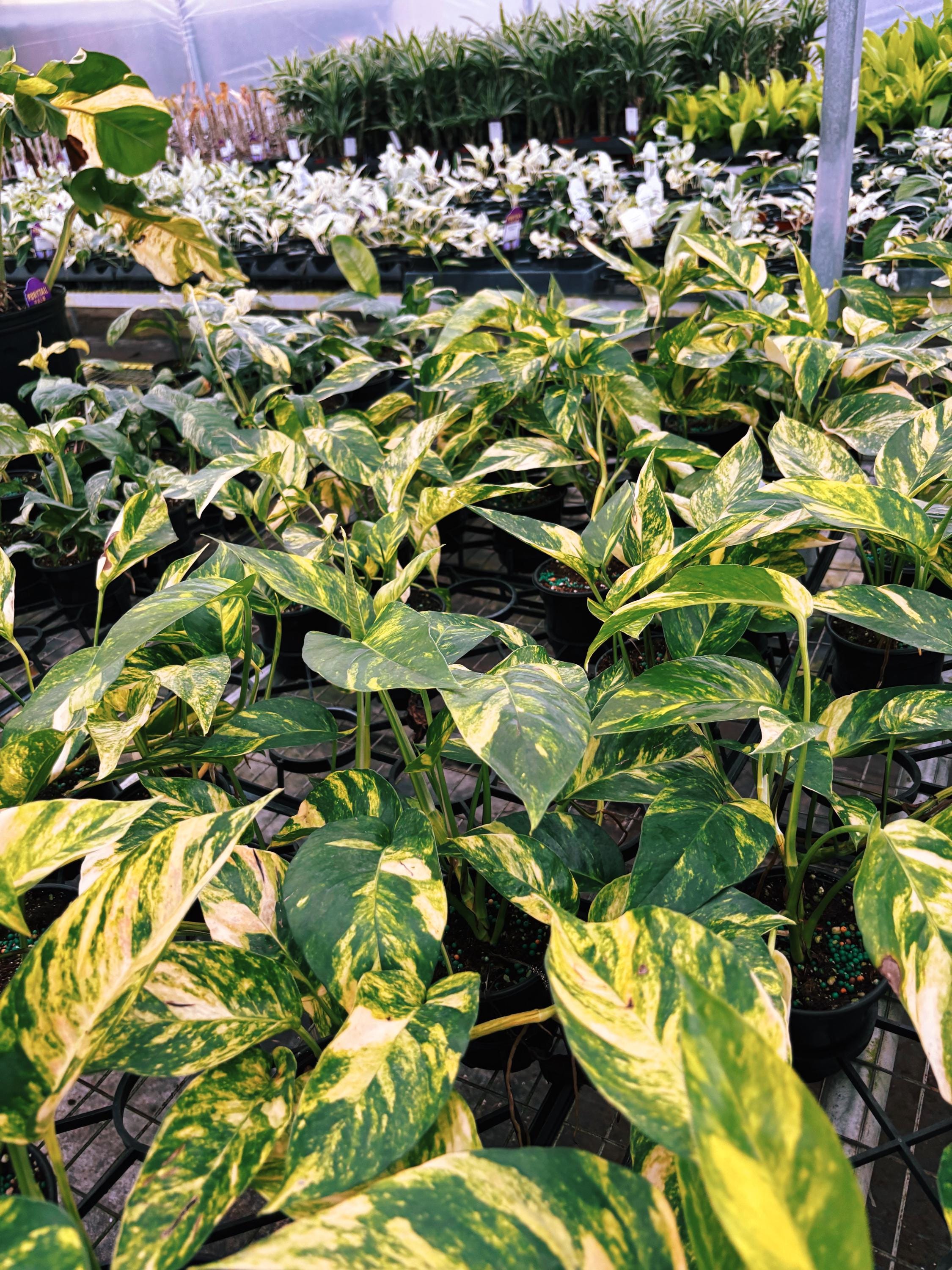 RARE Variegated Epiprenum Yellow Golden Flame Aurea Large Climbing ...