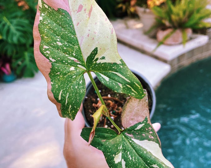 Rare! Syngonium Red Spot Tricolor Pink Galaxy Marble Variegated Live 4 ...