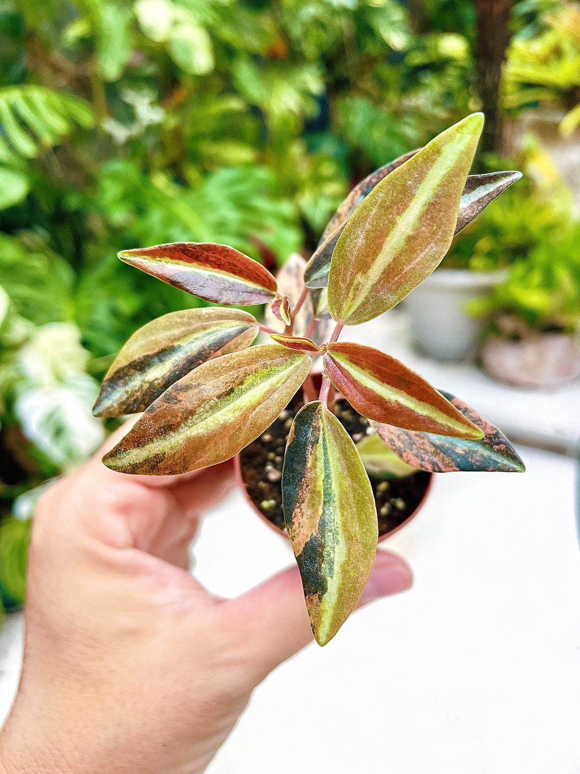 Rare New Release Variegated Peperomia Metallica harmonys - Etsy