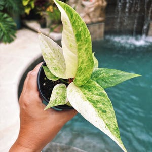 Anthurium Hookeri Renaissance Birdsnest Albo Tricolor Highly Variegated ...