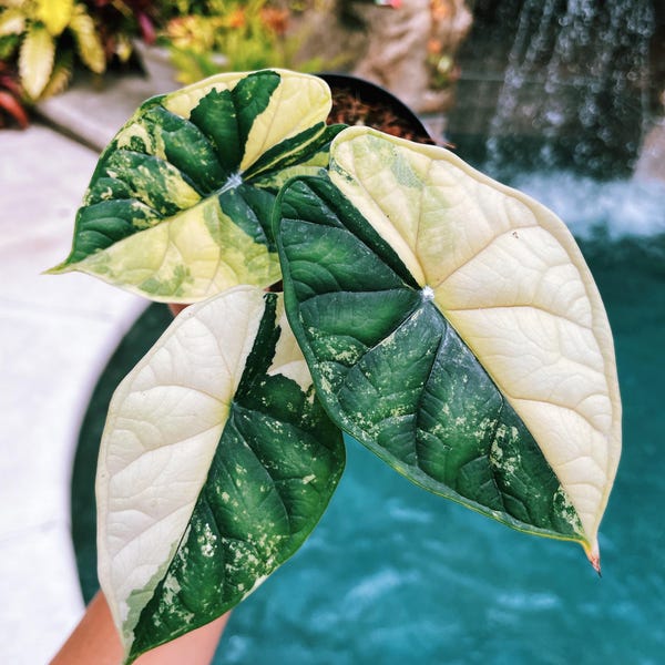 Alocasia Green Dragon Albo - Etsy