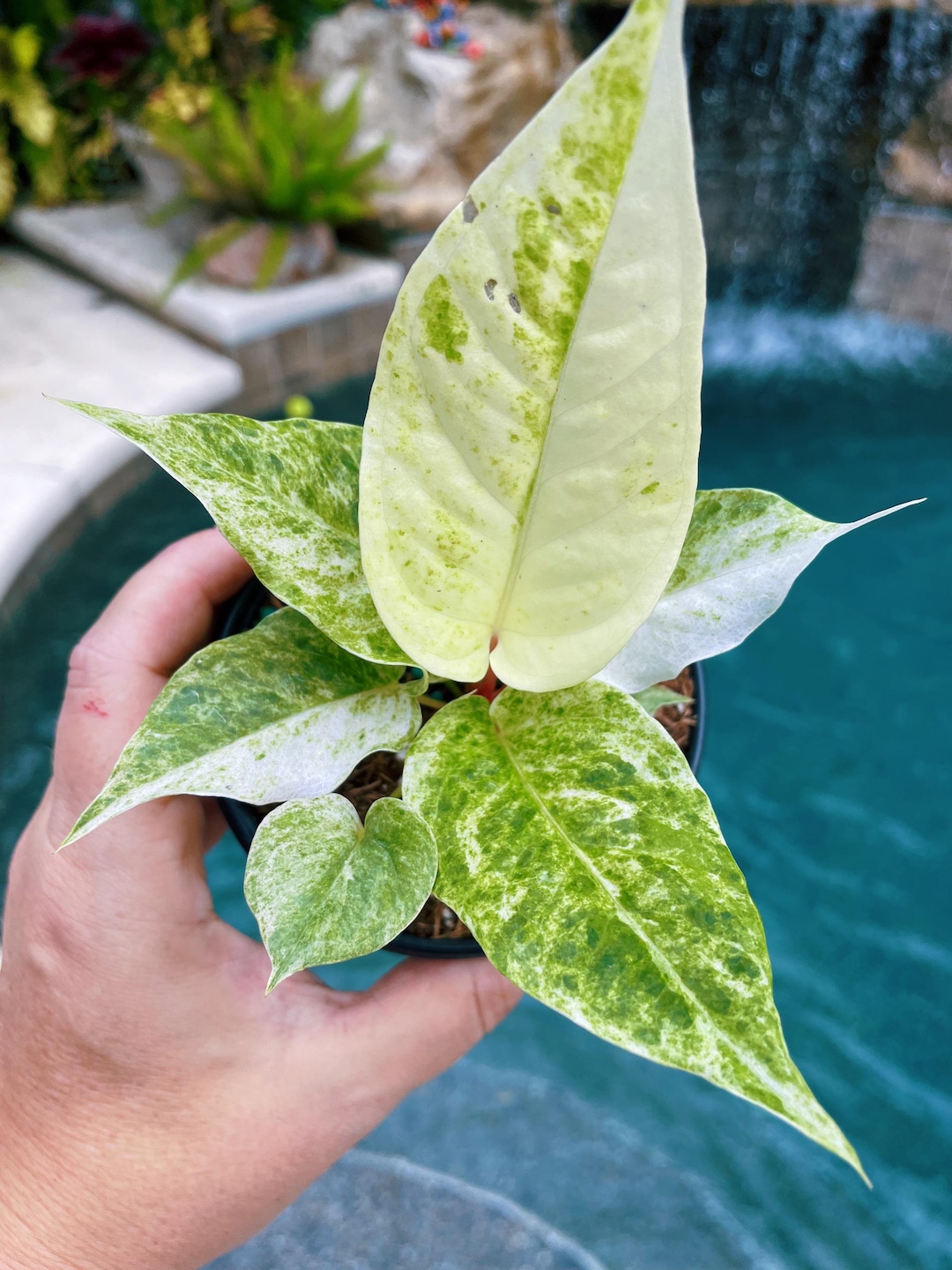 Actual Plant Anthurium Hookeri Renaissance Birdsnest Albo Tricolor ...