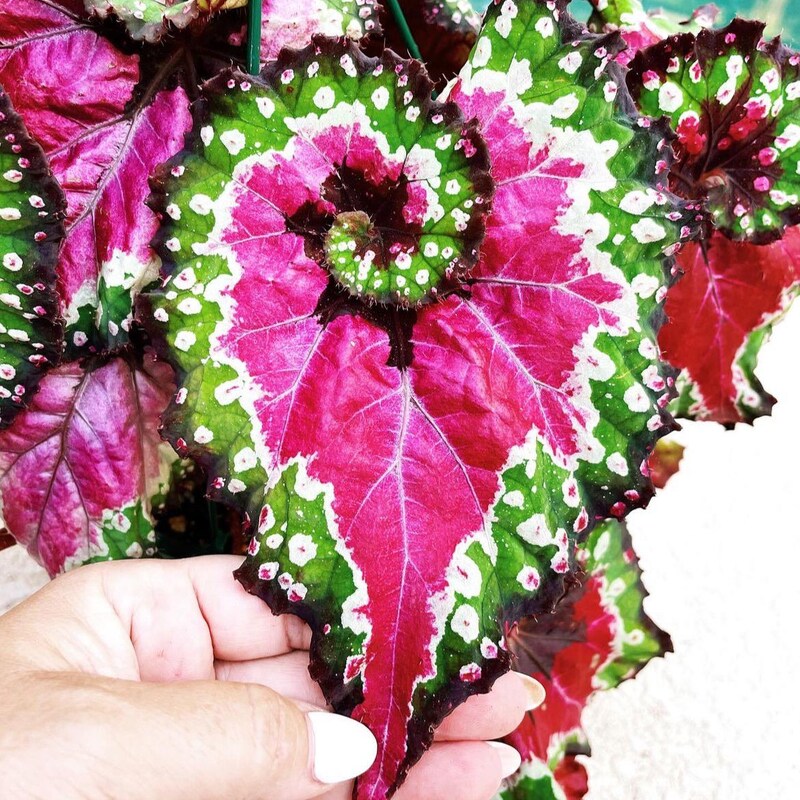 Rex Begonia - Etsy