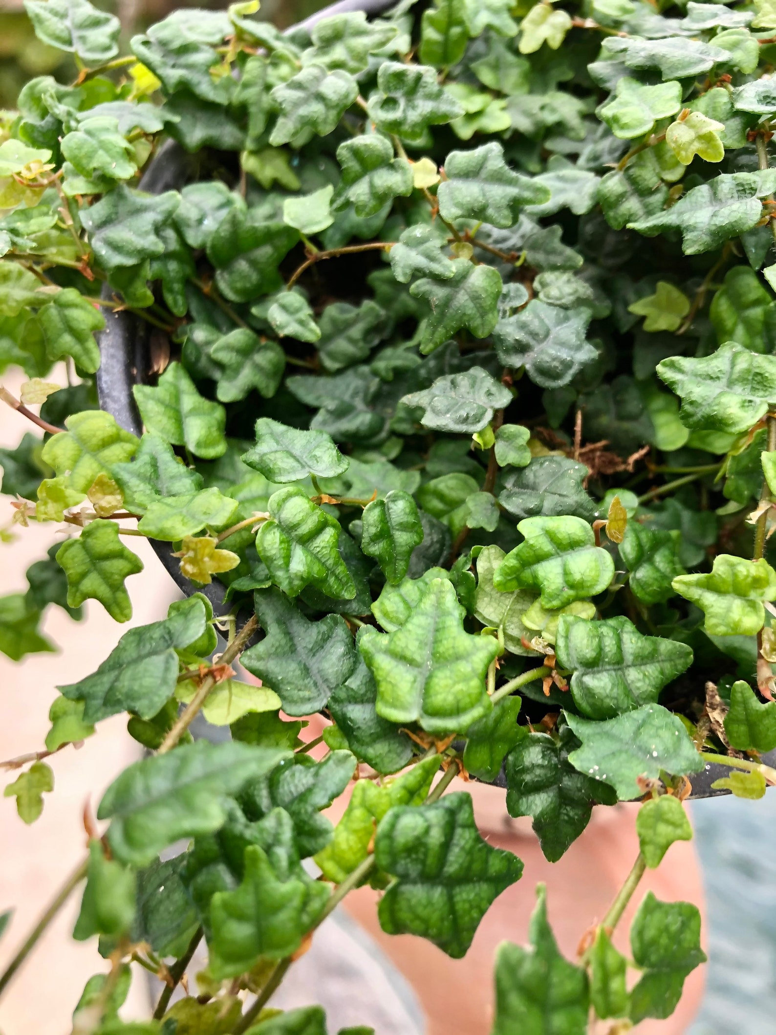 Ficus Pumila 'quercifolia' Mini Oakleaf Creeping Fig - Etsy