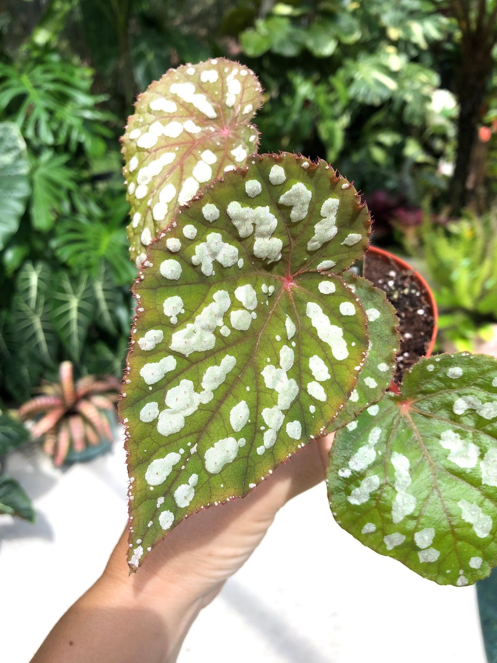 RARE Begonia betsy Iridescent Blue Spotted Live House Plant - Etsy