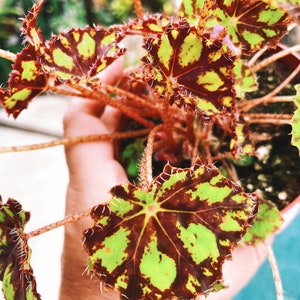 RARE Rex Begonia Blue Flashing ‘tiger Kitten’ Live House Plant Potted 4 ...