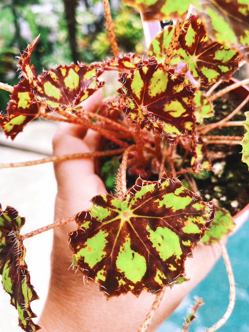 RARE Rex Begonia Blue Flashing ‘tiger Kitten’ Live House Plant Potted 4 ...