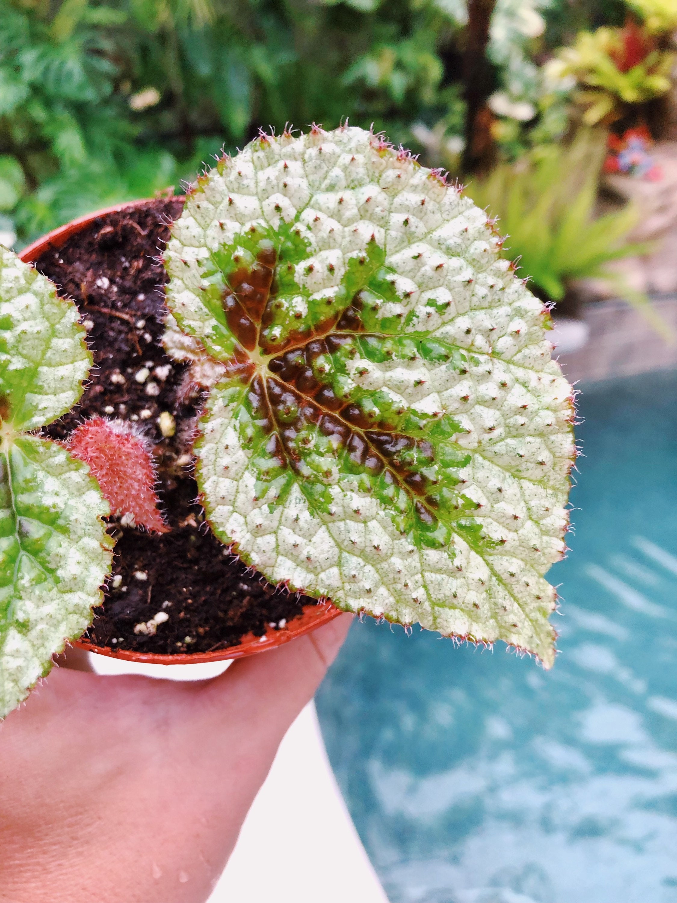 Iron Cross Begonia Plant