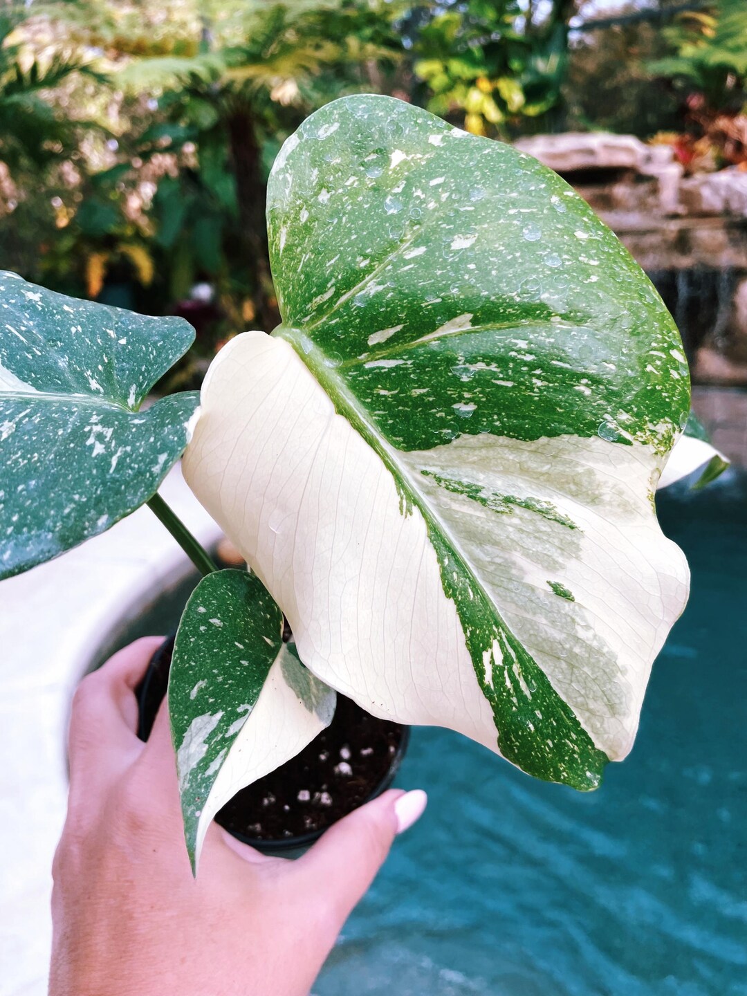 Actual Plant Highly Variegated Sectoral Monstera Thai Constellation ...