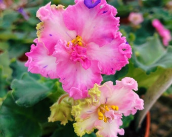 African Violet Plant | Etsy