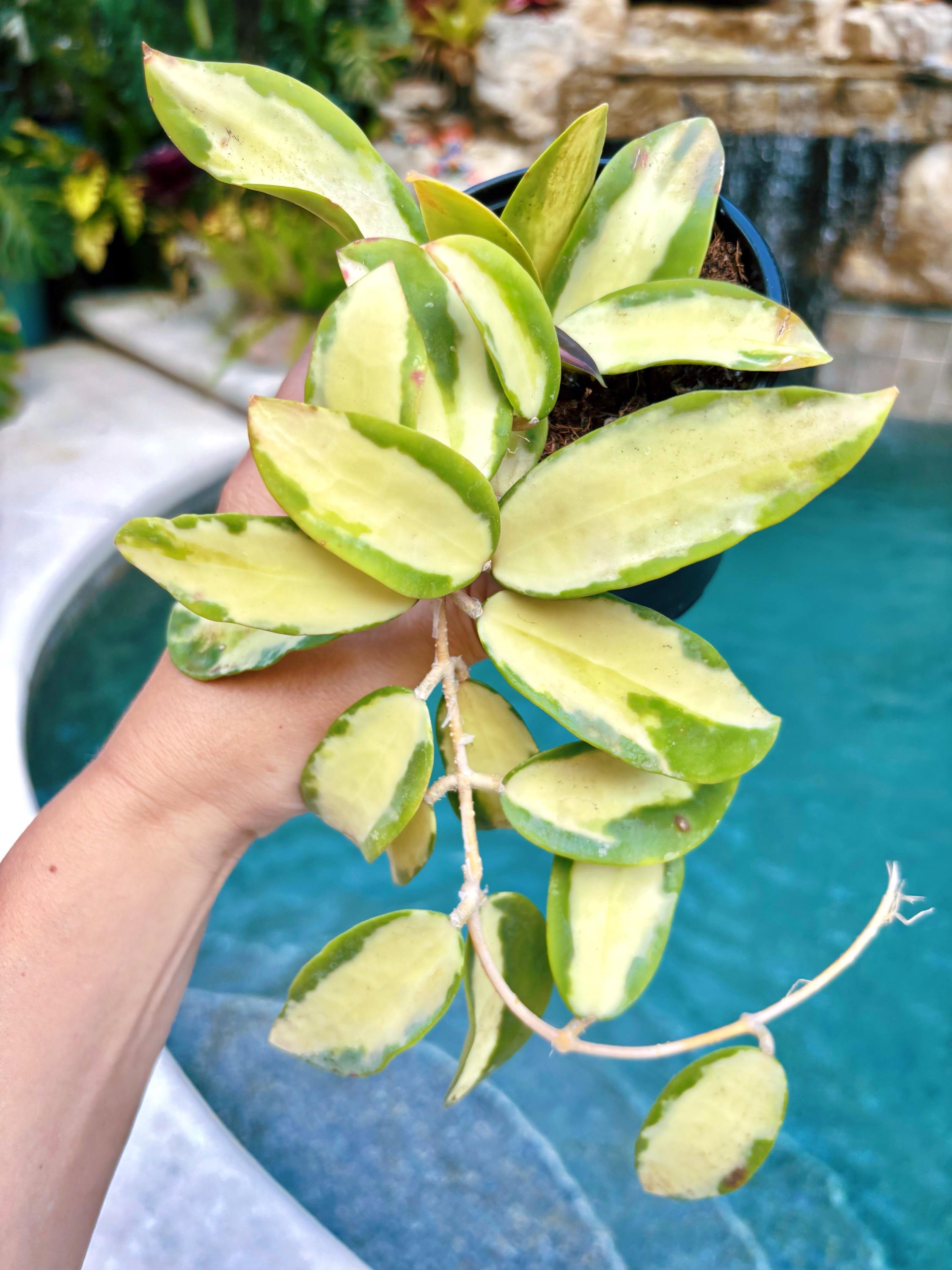 Hoya Acuta Inner Variegated Trailing Full Potted House Plant 4 ...