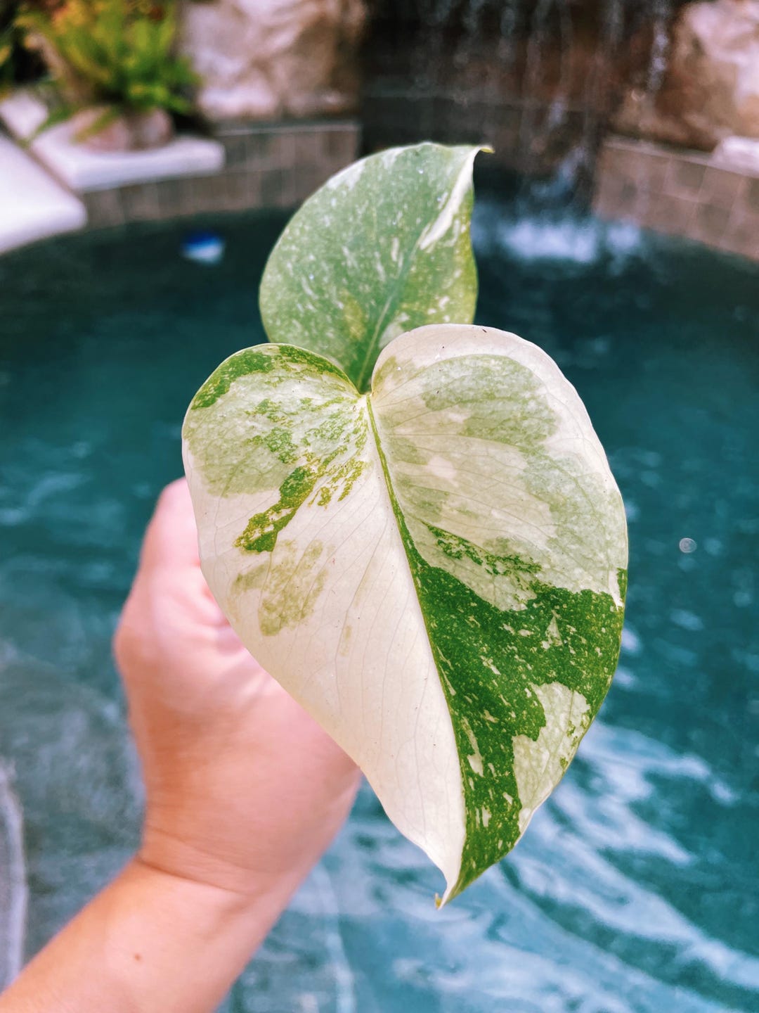 Highly Variegated Monstera Thai Constellation Marble Milky Way Legacy ...