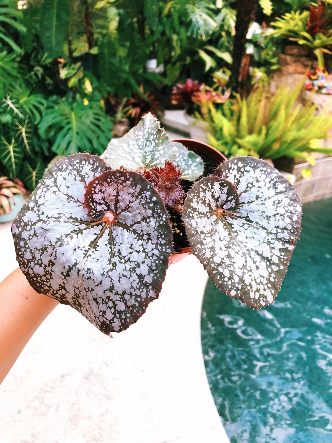 Rex Begonia Blue Iridescent ‘island Magic’ Silver Variegated Live House ...