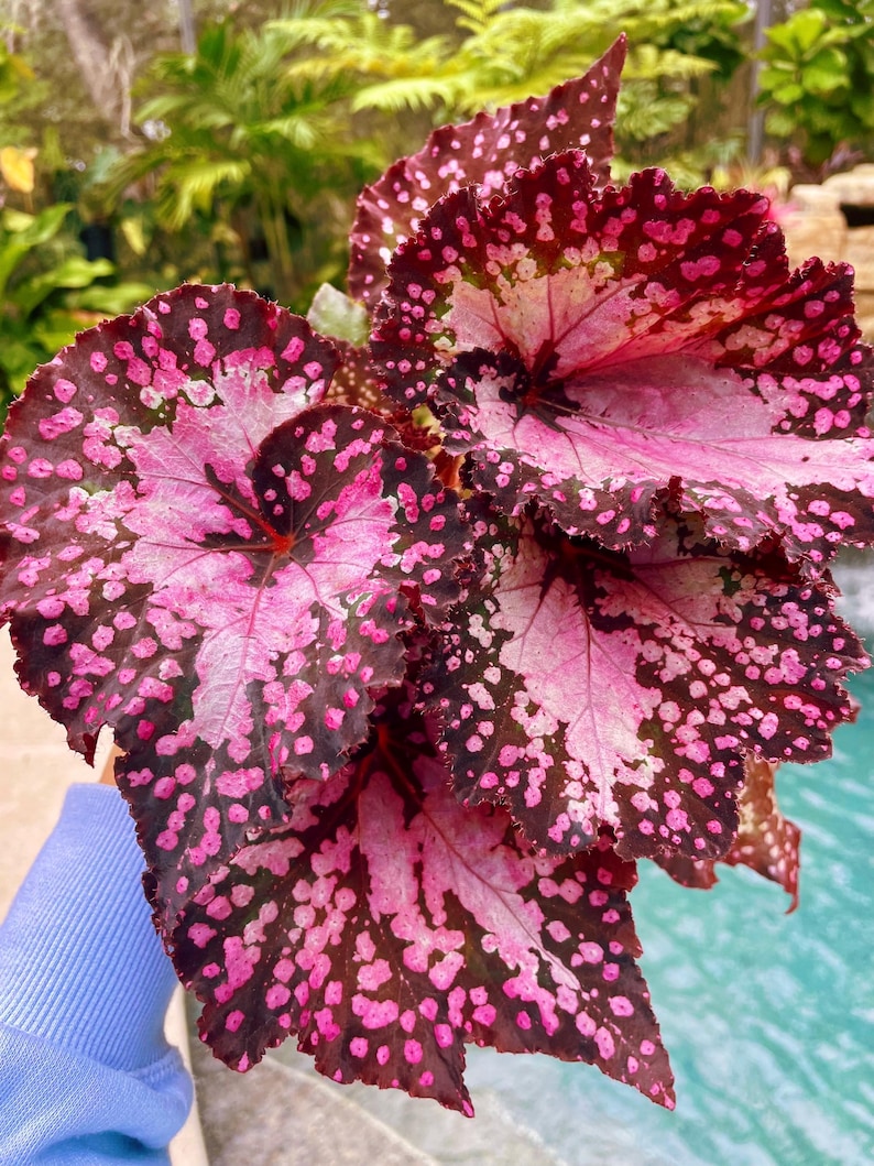 RARE Rex Begonia ‘harmony’s Space Fairy’ Pink Swirl Live House Plant ...